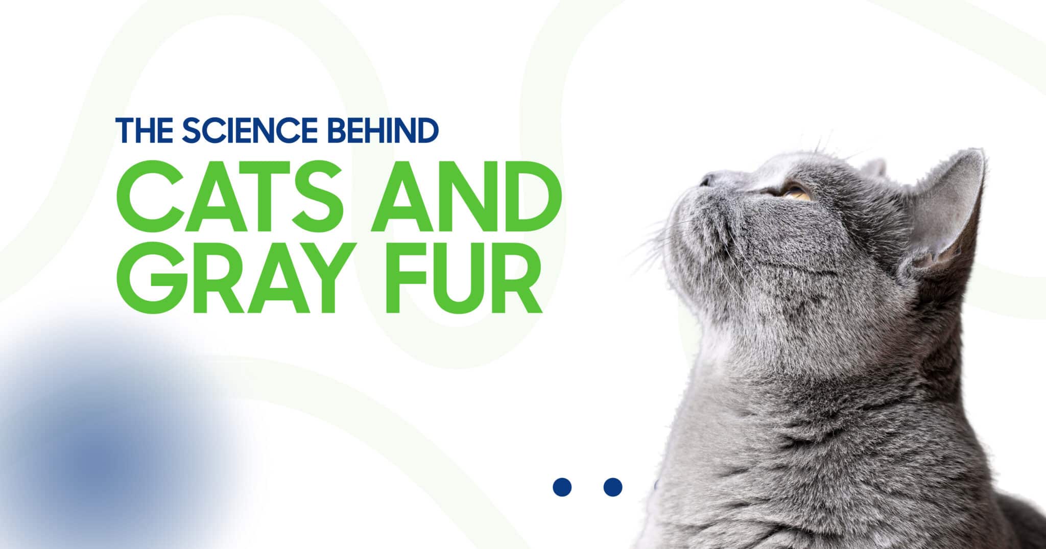 Gray Cat Fur - Understanding Feline Coat Color Changes