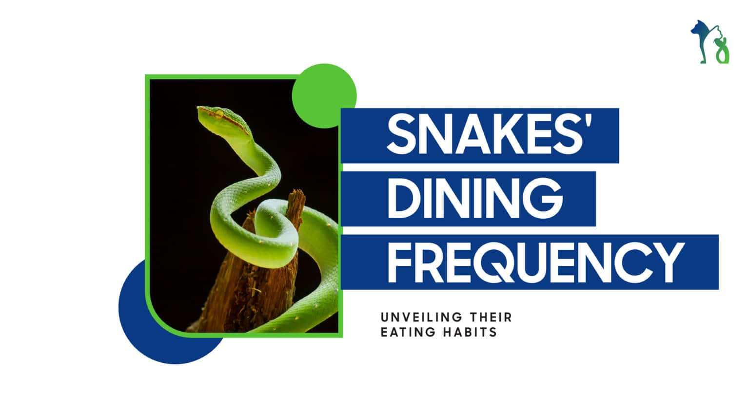 How Often Do Snakes Eat? Unveiling Their Dining Habits
