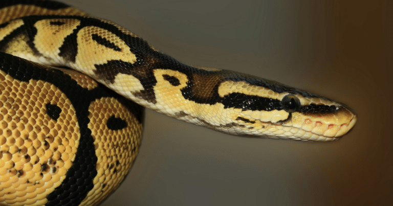 Snake Reproduction: How Snakes Lay Eggs and Reproduce