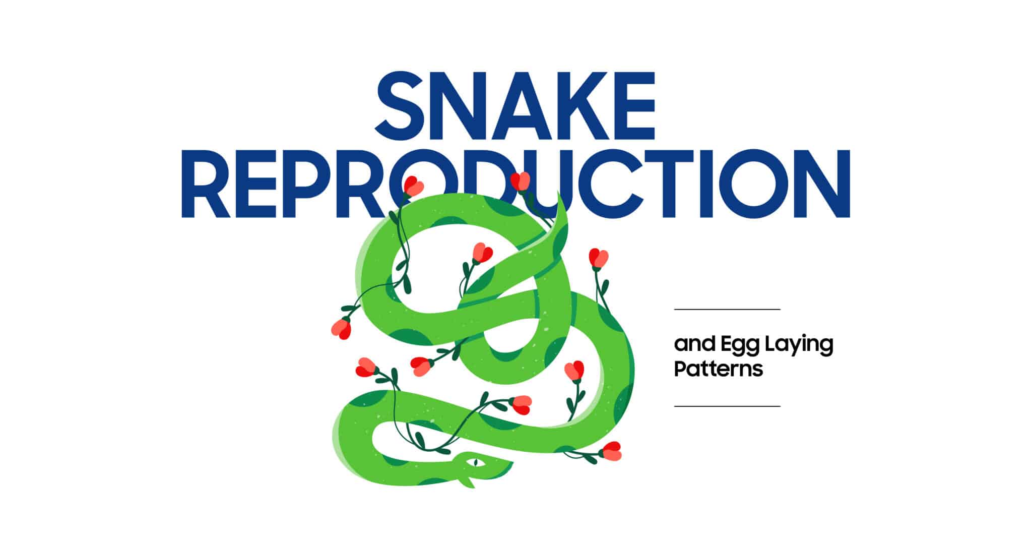 Snake Reproduction: How Snakes Lay Eggs and Reproduce