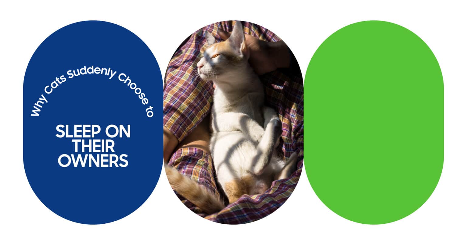 Why Cats Suddenly Choose to Sleep on Their Owners - Veterinary Today