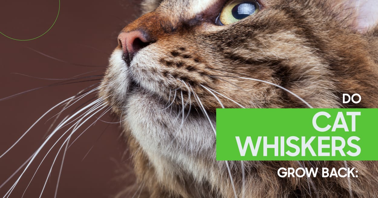Do Cat Whiskers Grow Back? Key Facts Every Owner Needs